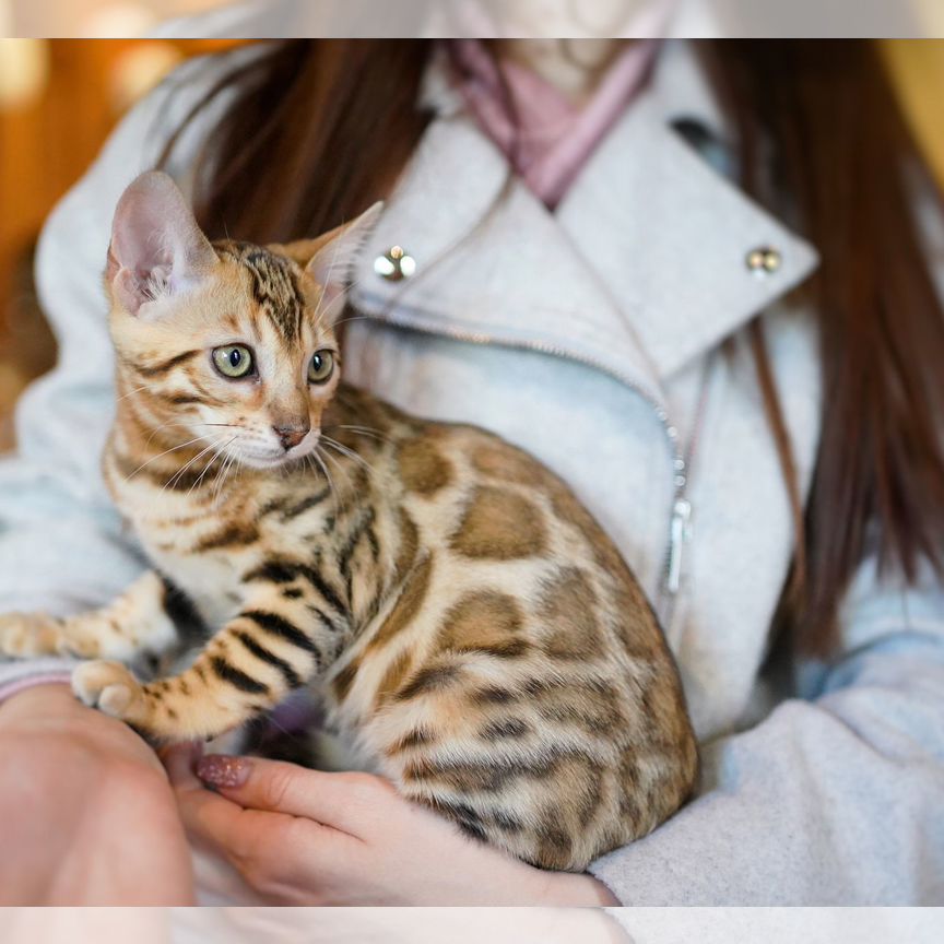 Огненно-рыжая бенгалочка котенок