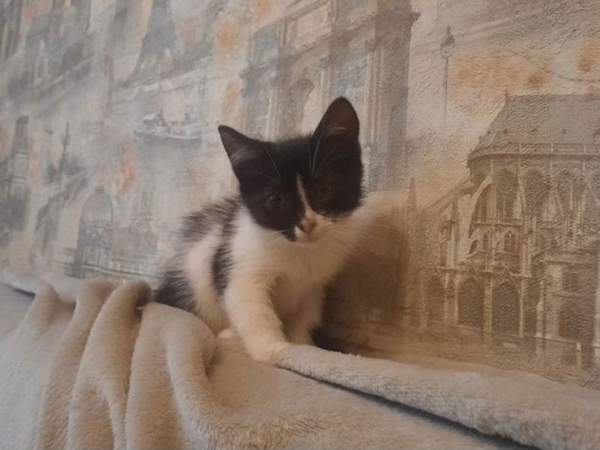 Котенок