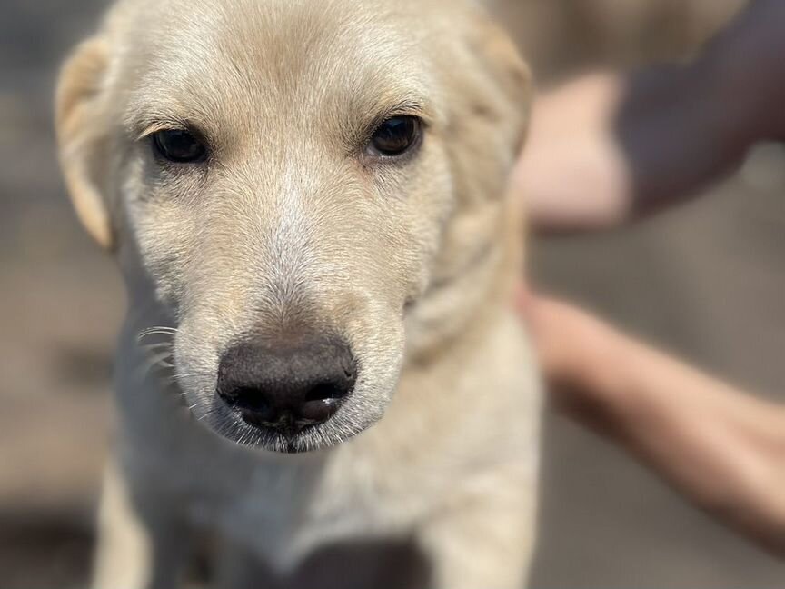 Собака в добрые руки