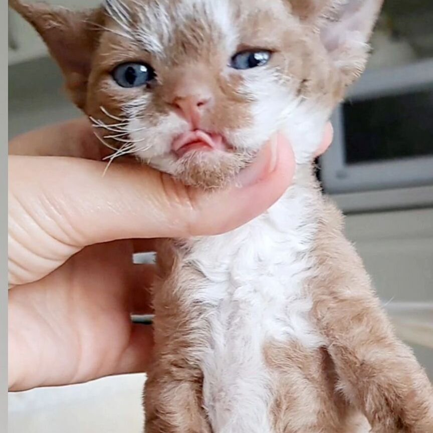 Кошечка Корица