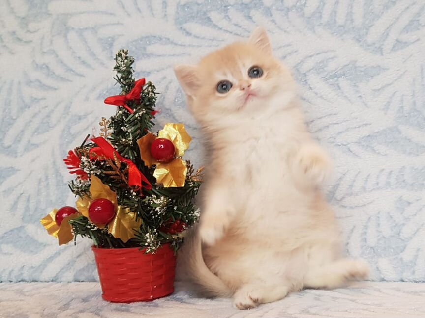 Британская голубая шиншилла