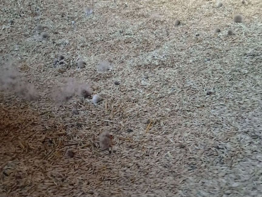 Фуражный овёс, Просо на корм