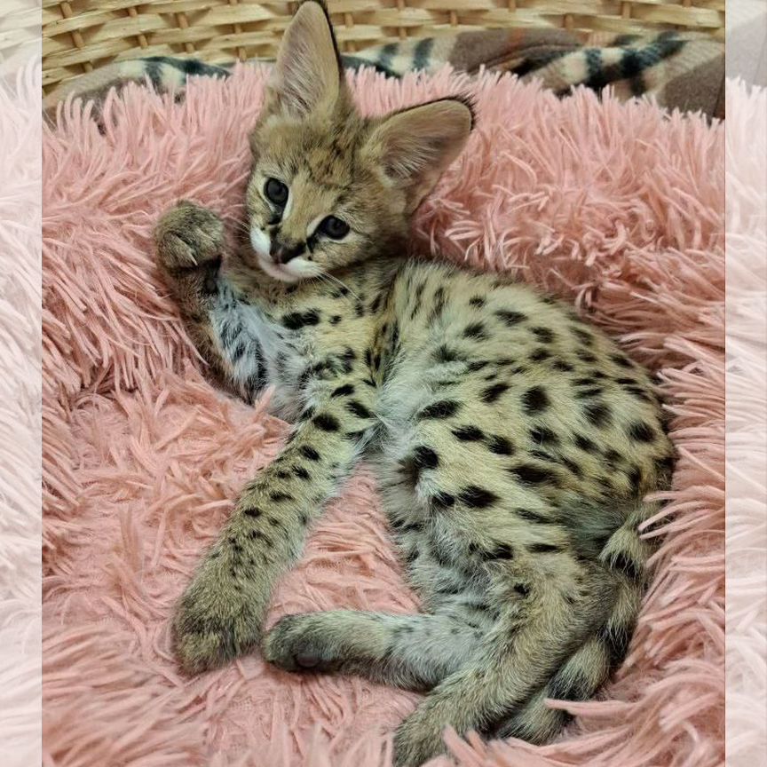 Саванна котёнок