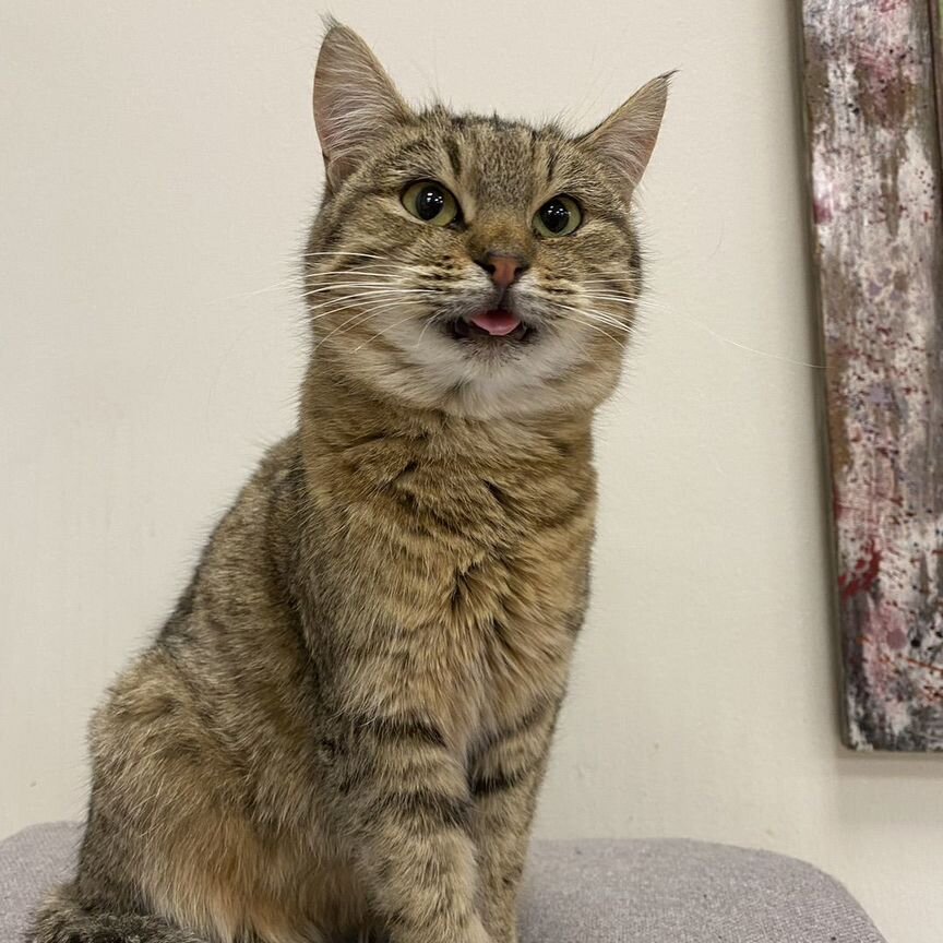 Кошка мечты