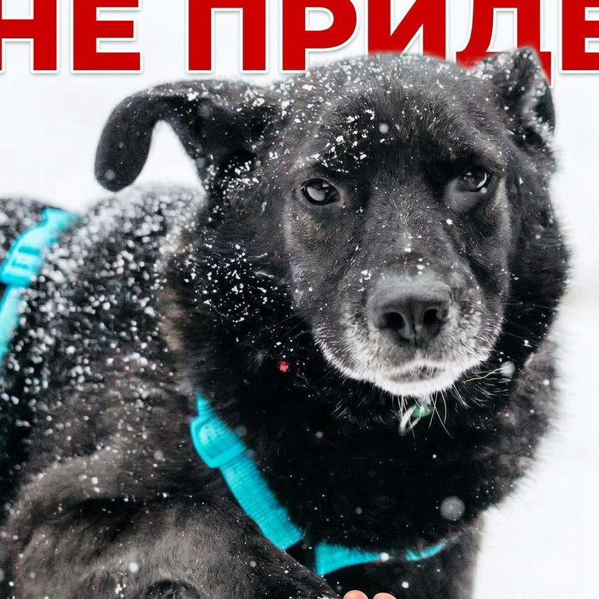 Взрослый пёс в добрые руки