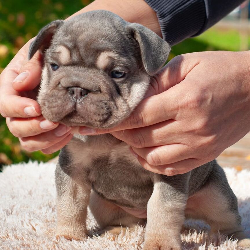 Французский бульдог, щенок