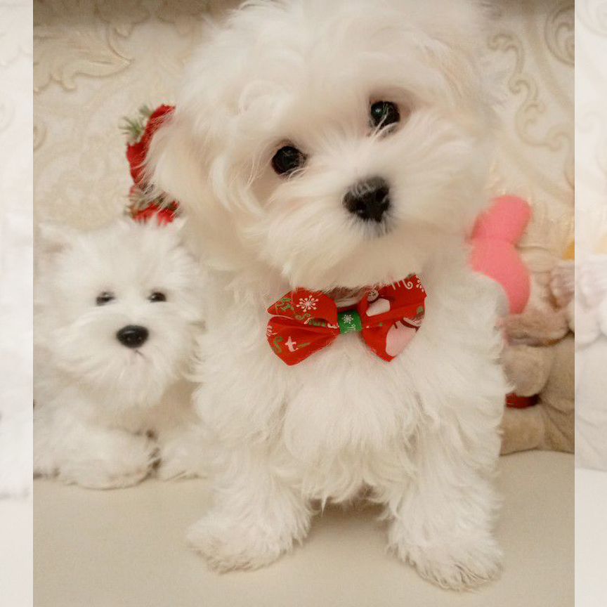 Мальтийская болонка мальчик