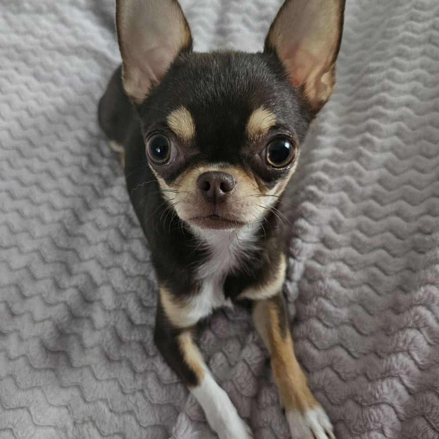Чихуахуа мини