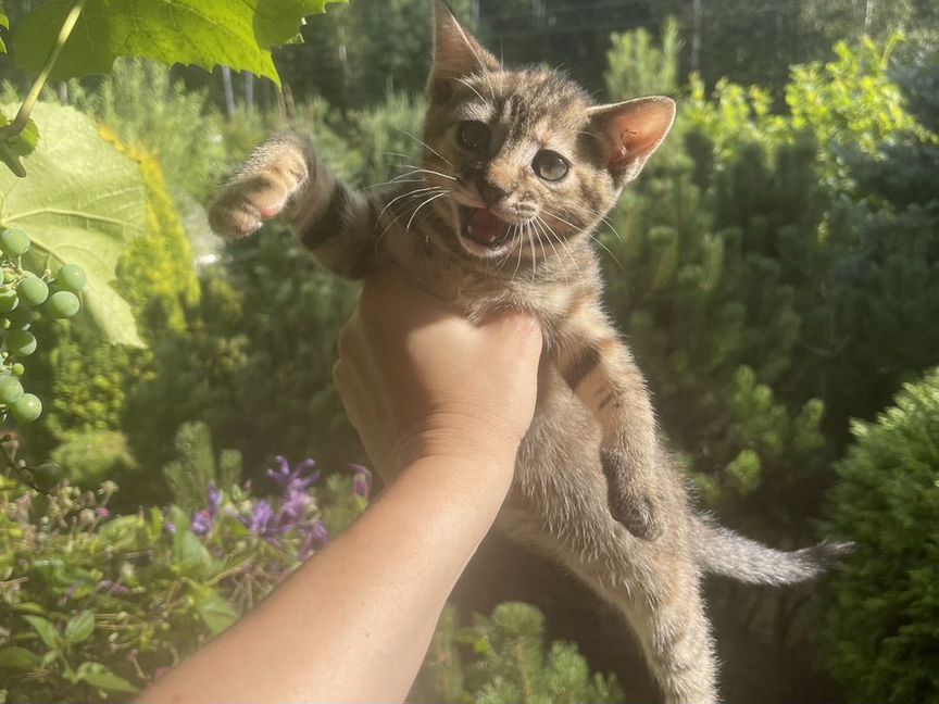 Тигруля мышелов