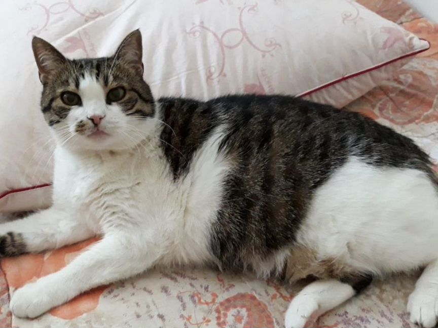 Кошка Маруся принесет тепло и уют