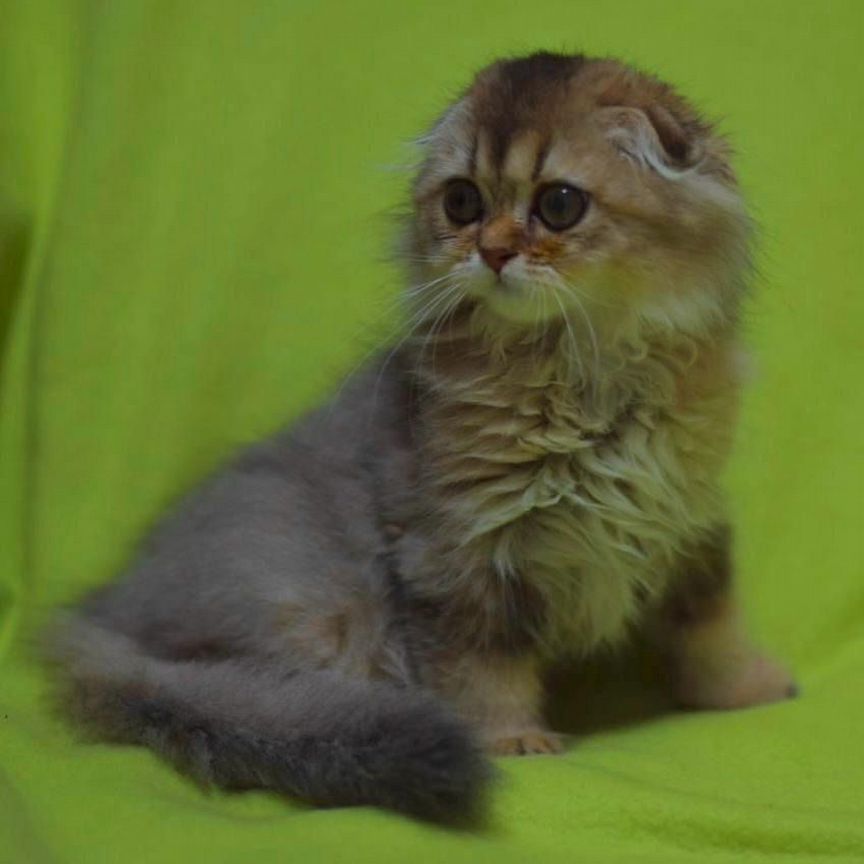 Шотландская Скоттиш фолд SFL a(n)y25