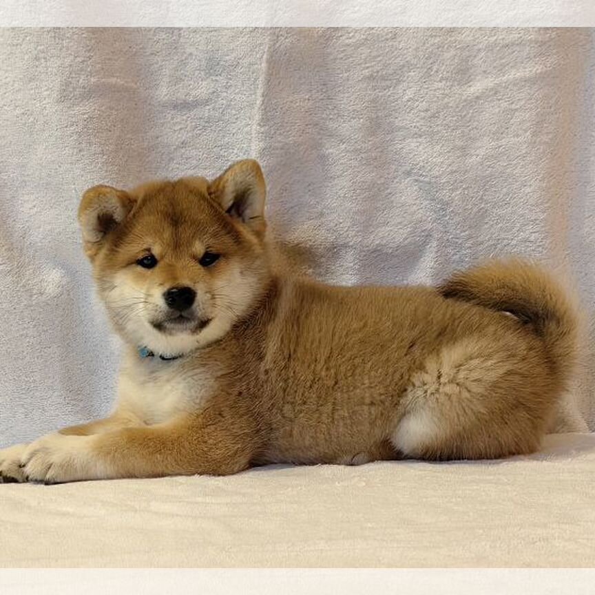 Сиба-ину, щенок