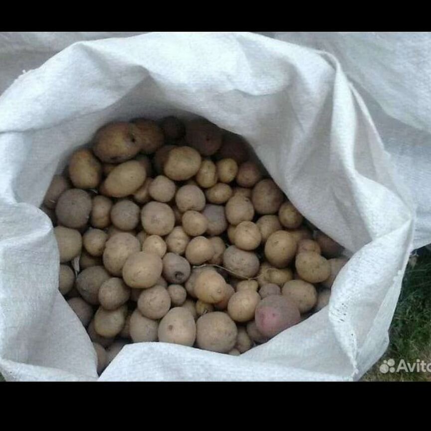 Картофель на корм животным