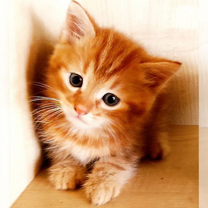 Котёнок в добрые руки