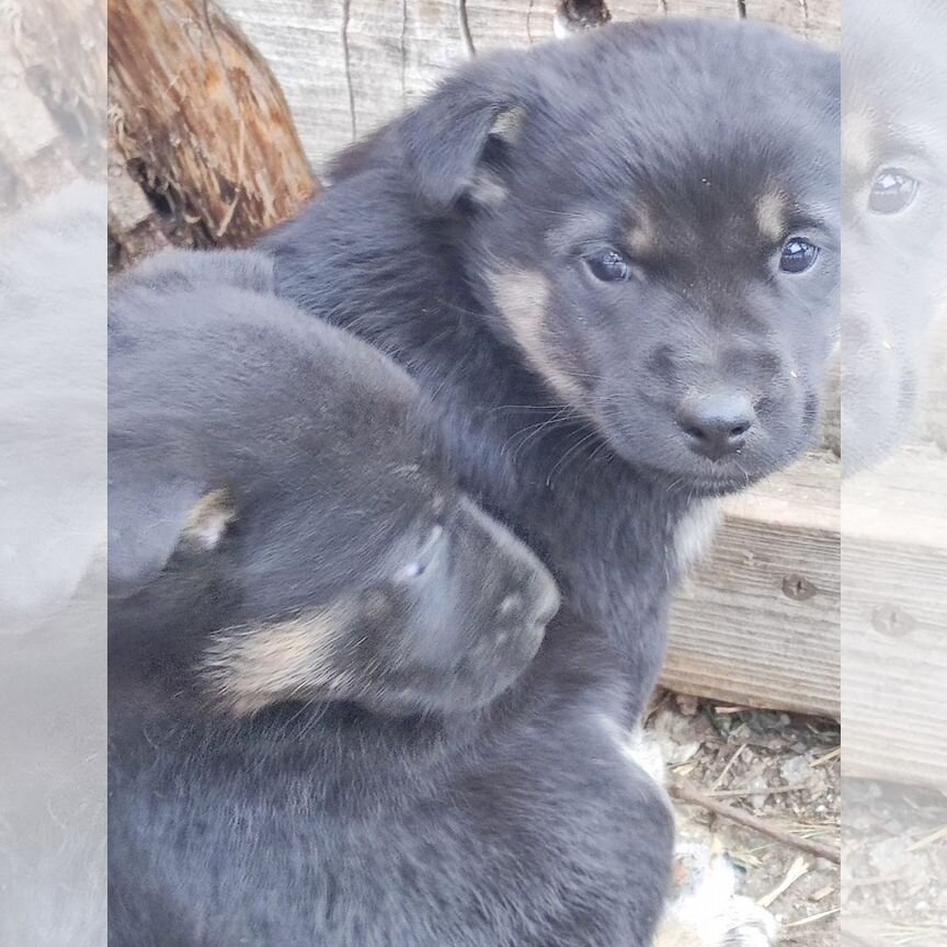 Щенок в добрые руки