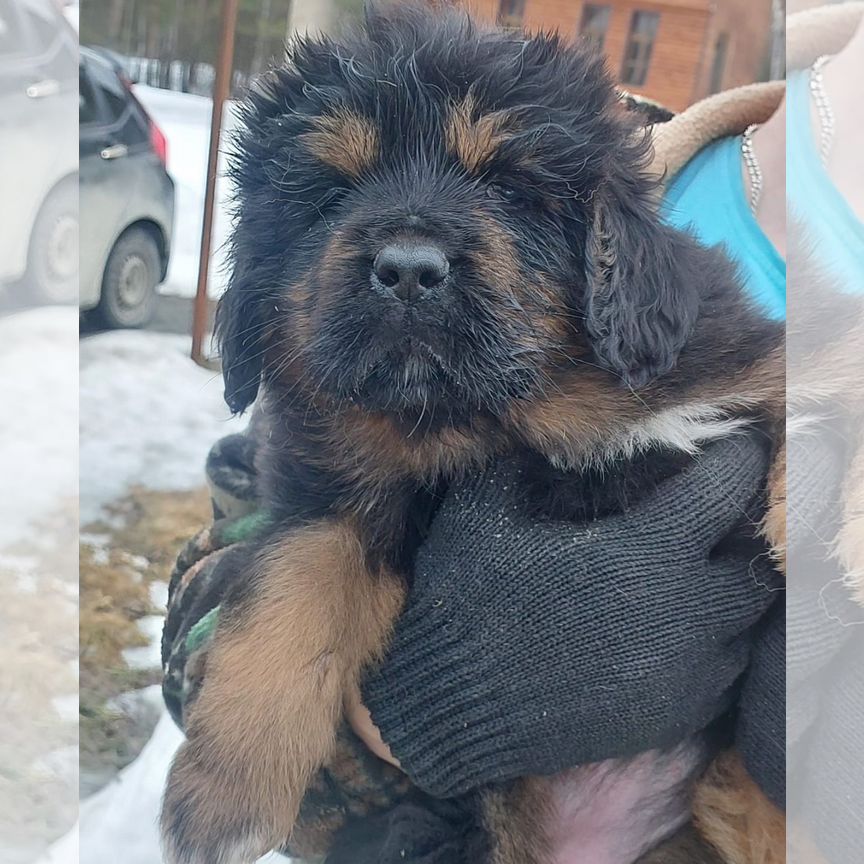Тибетский мастиф, щенок