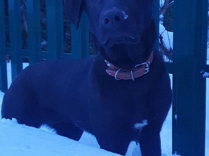 Сабаке нужен дом