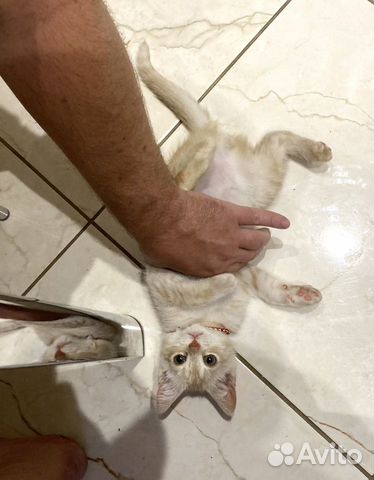 Котики бесплатно