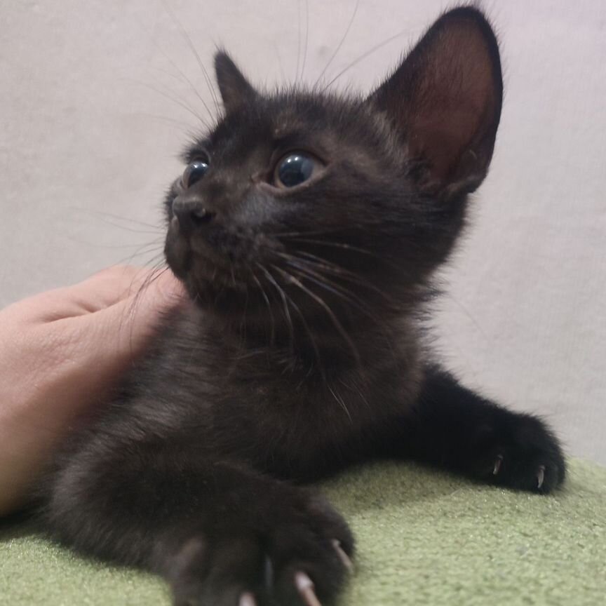 Пиксибоб короткошёрстный котёнок