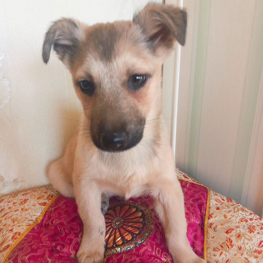 Щенки 1.5 мес