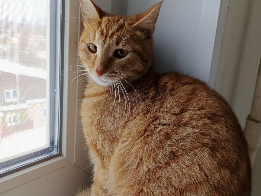 Кошка
