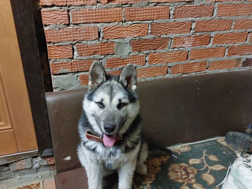 Сибирский хаски + немецкая овчарка, помесь