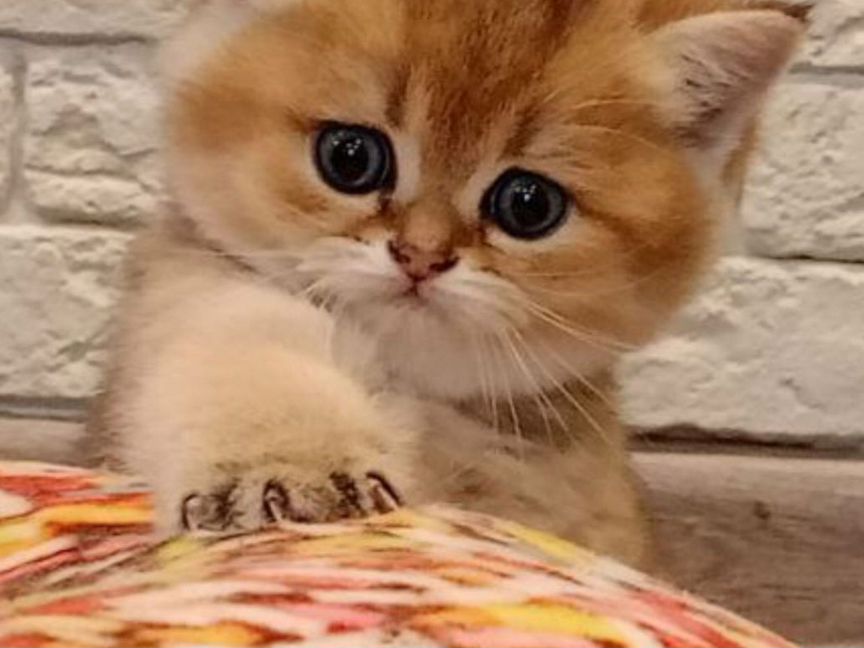 Котëнок золотая шиншилла