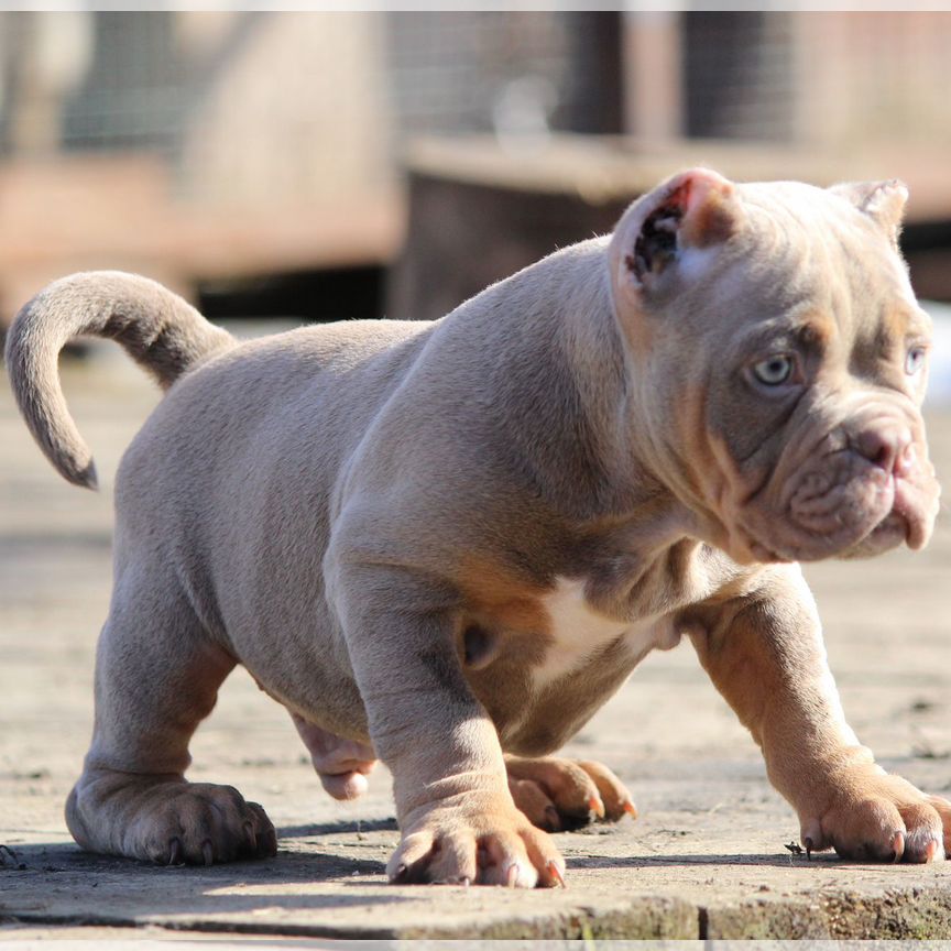 Американский булли, щенок