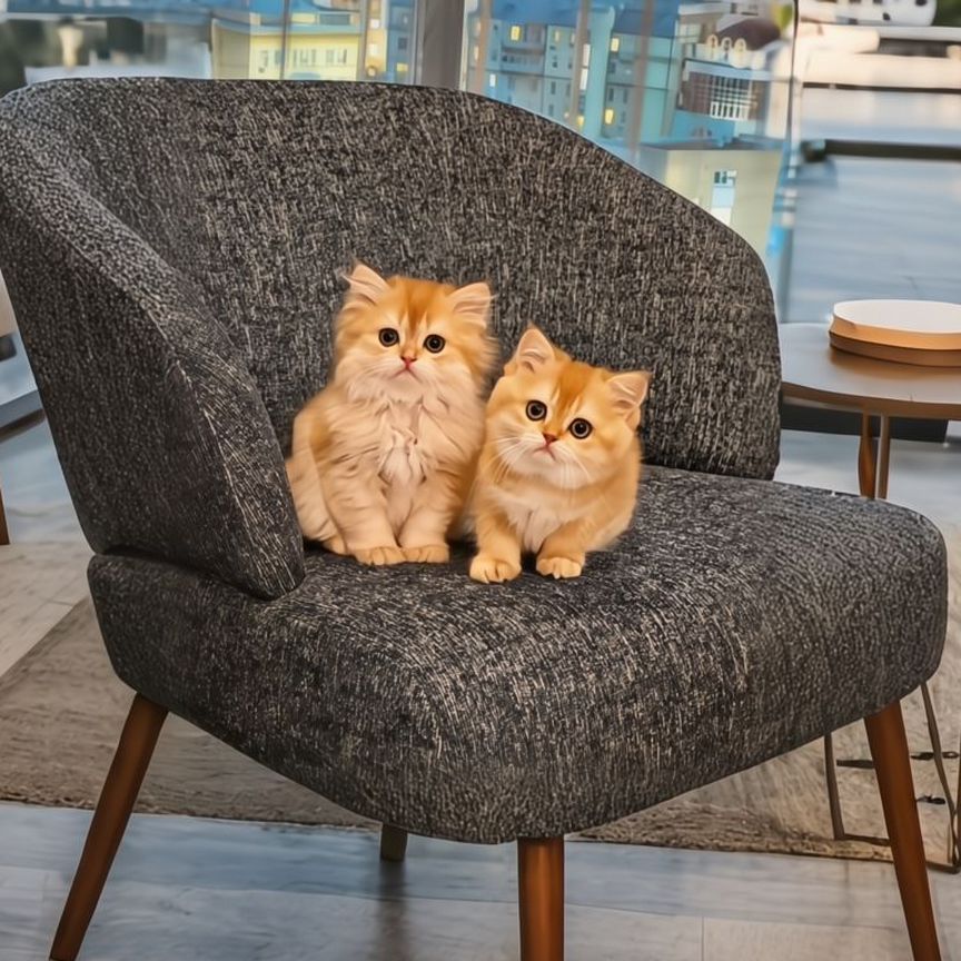 Британский длинношёрстный котёнок