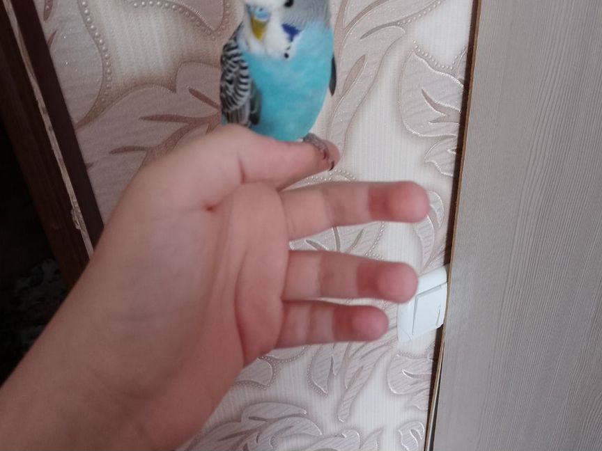 Отдам бесплатно ручного волнистика
