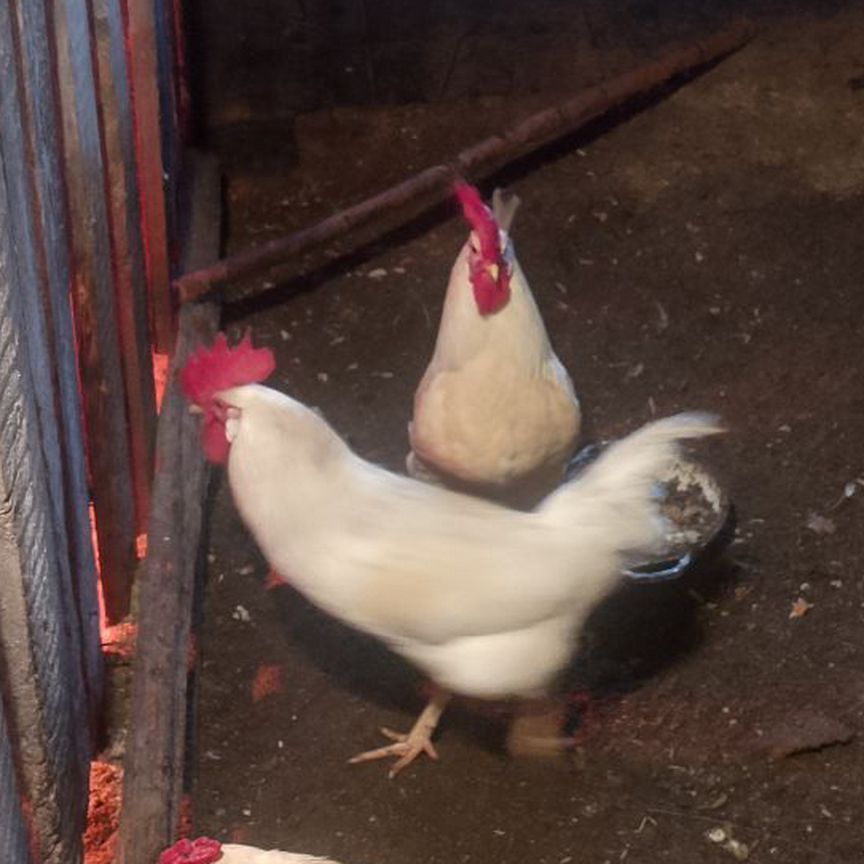 Молодые петухи