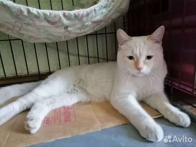 Кот с голубыми глазами 1 год