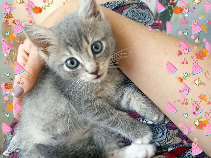 Котенок девочка в добрые руки