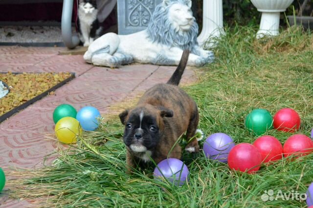 Девчушка-веселушка боксеренок