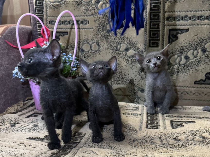 Кошки донской сфинкс