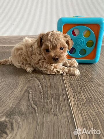 Мальтипу f1 mini кукольный дизайн China+Korea baby