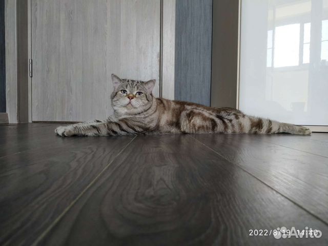 Шотландский кот. Вязка