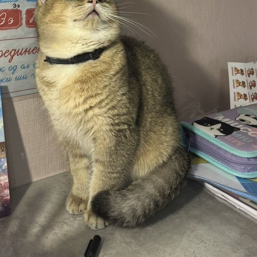 Британская короткошёрстная, взрослая кошка