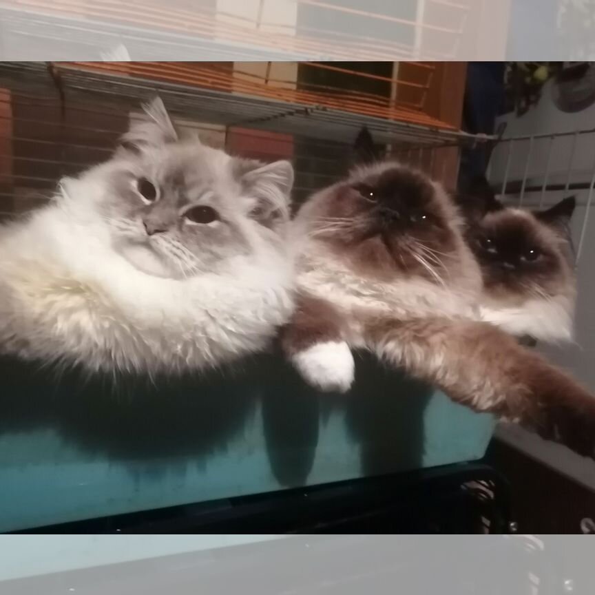 Два котика