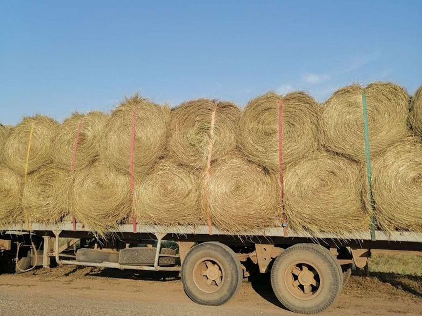 Продаю сено