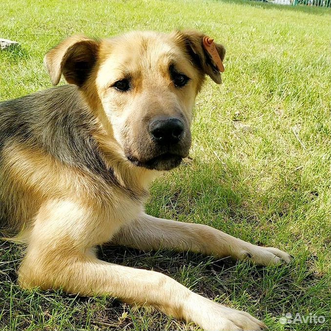 Добрый грустный пёсик нуждается в доме