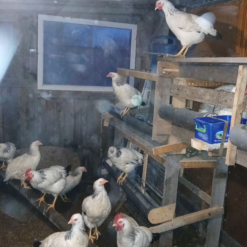 Куры несушки,петухи