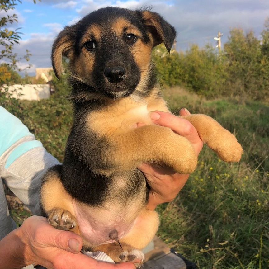 Щенки в добрые руки