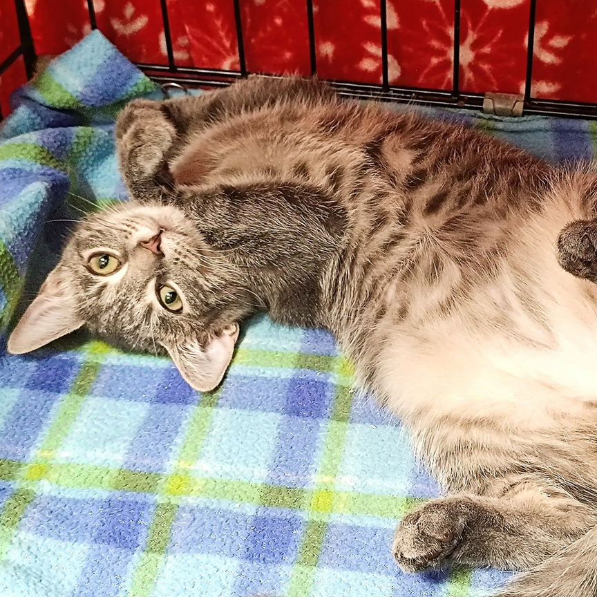 Ласковый котенок ищет дом