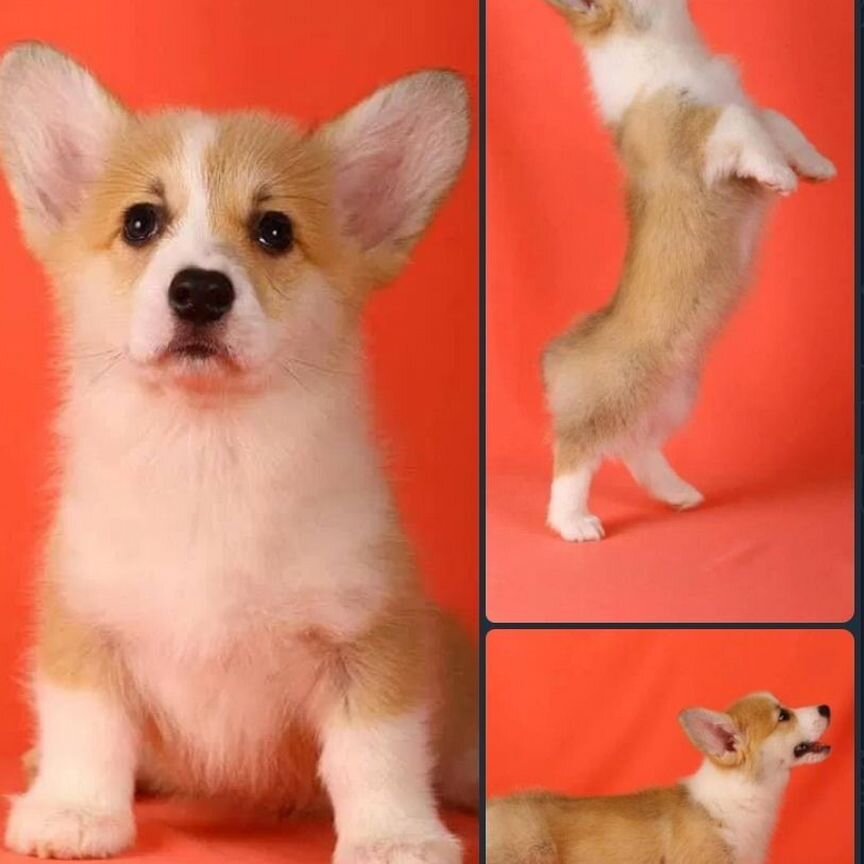 Вельш-корги щенки