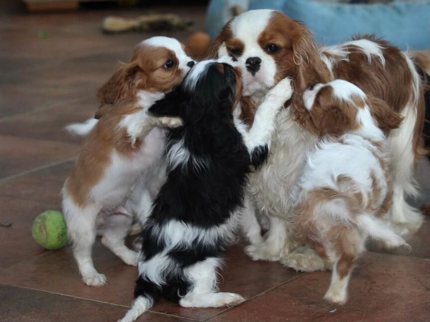 Кавалер малышата РКФ