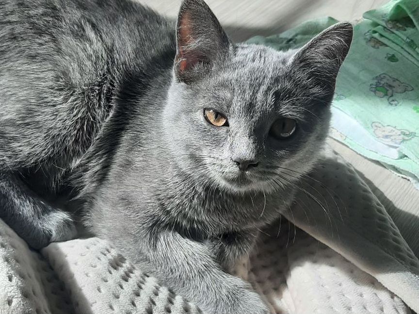 Британский котик 4мес