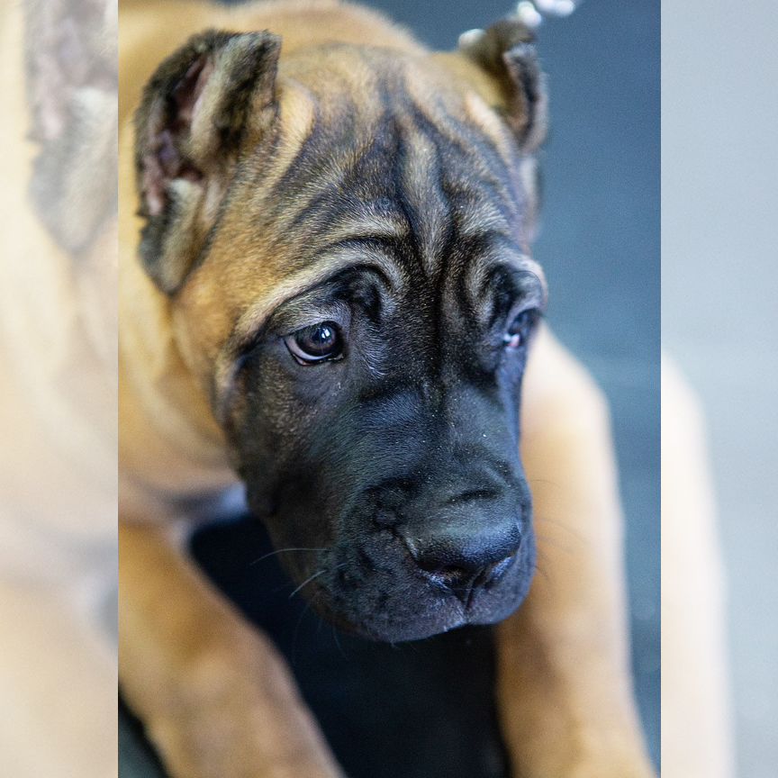 Кане-корсо, щенок