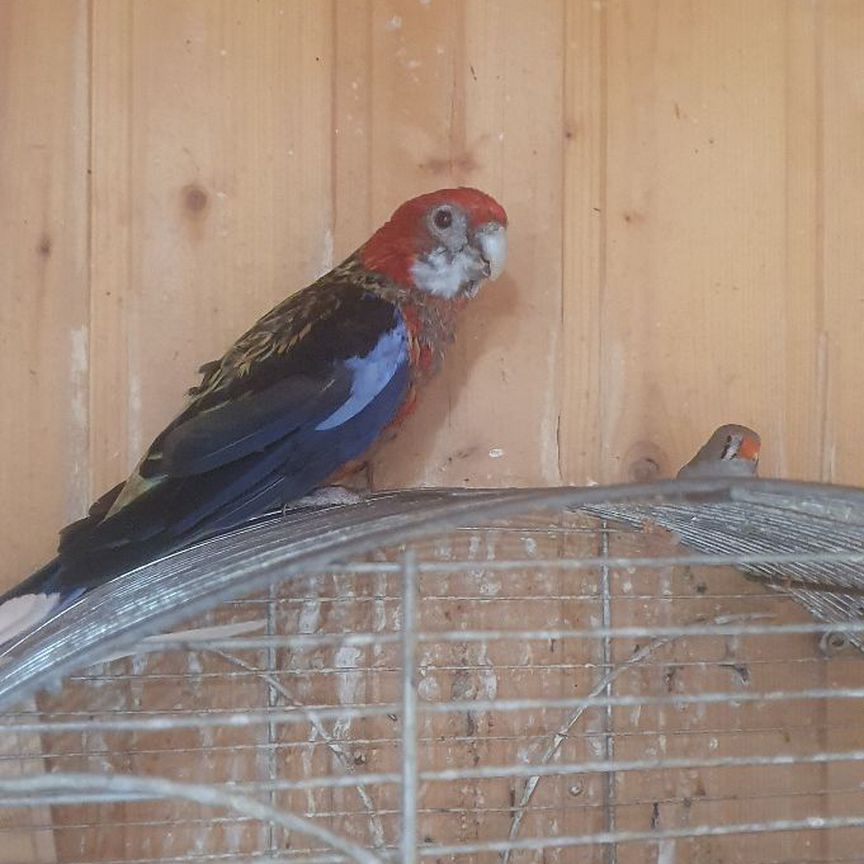 Попугай розелла