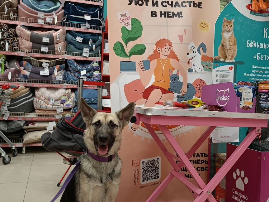 Щенок в добрые руки / бесплатно